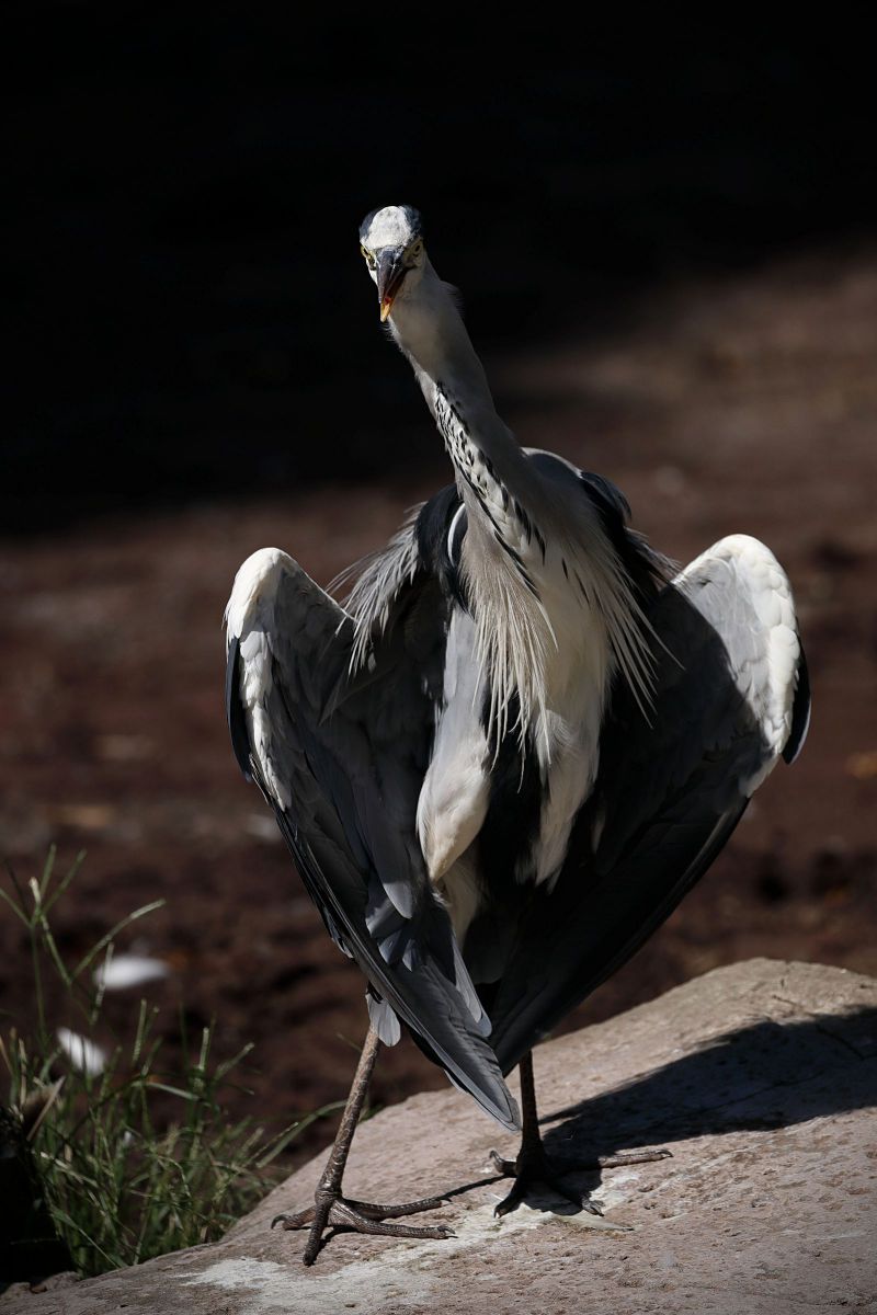 Let's Dance | GANREF