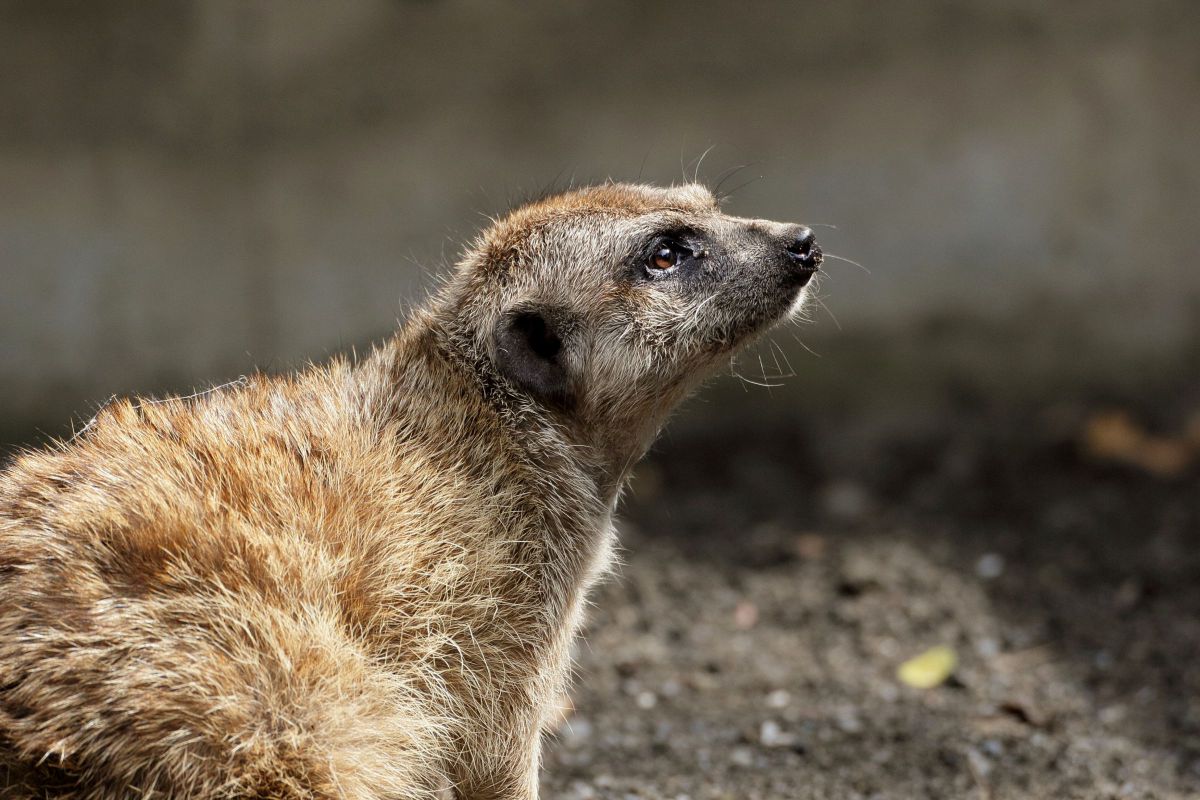 プロフィール | GANREF