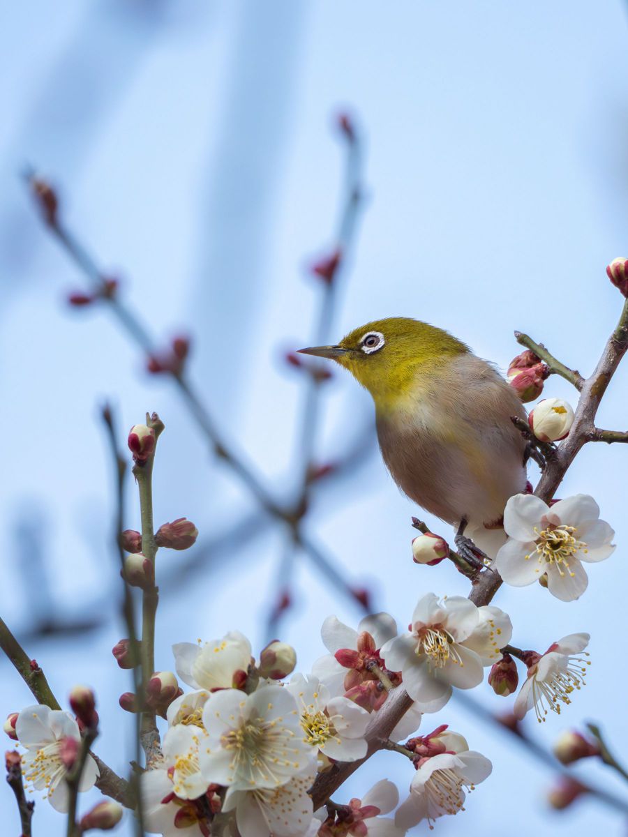 白梅とメジロ | GANREF