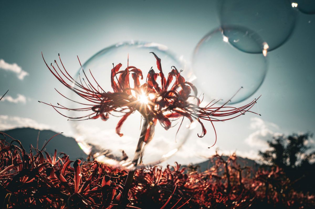 泡沫の彼方に | GANREF