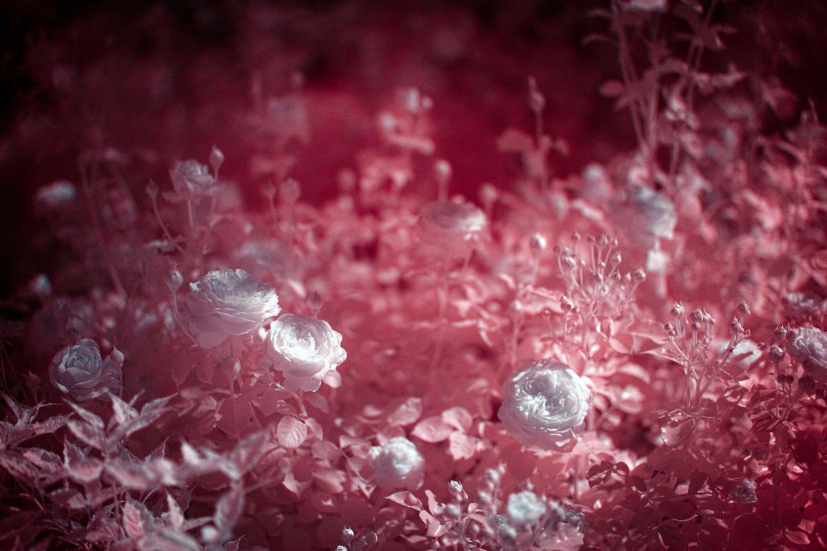 Infrared roses | GANREF