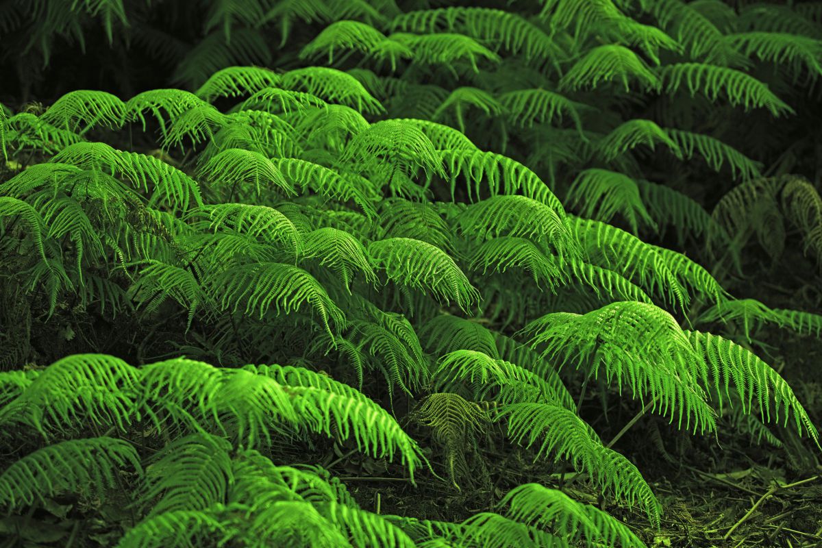 Aliens in the forest | GANREF