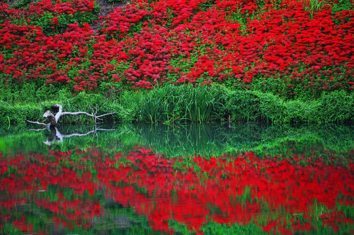 Silent Devil | GANREF