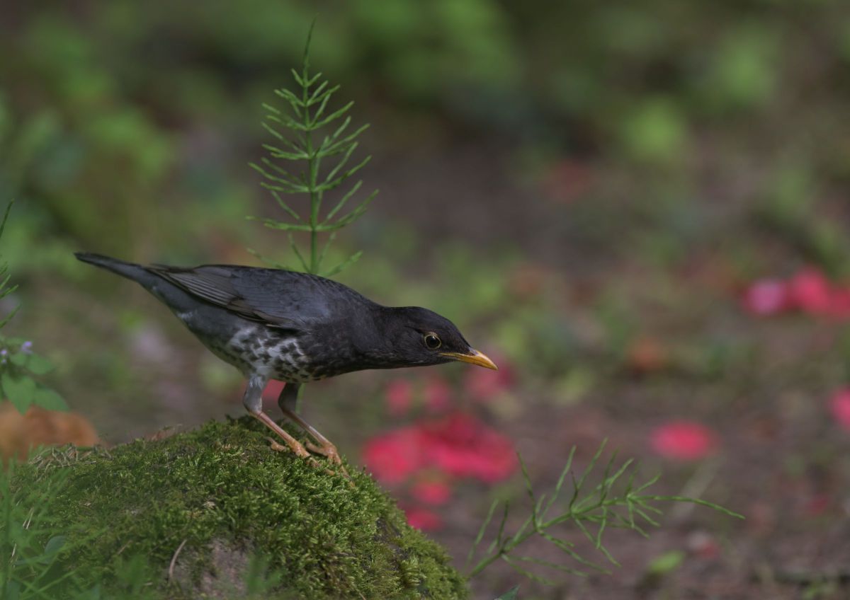 R4年4月P2 | GANREF