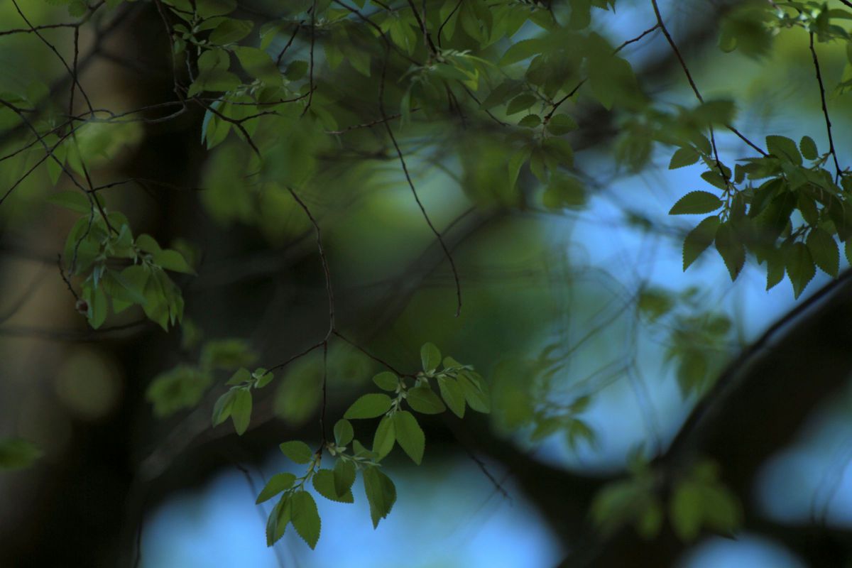 The wind is blowing | GANREF