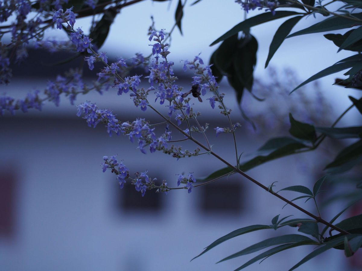 Purple Town | GANREF