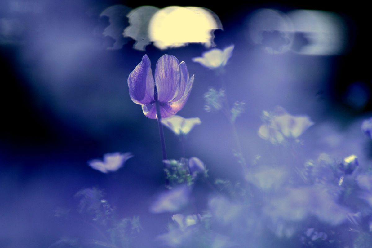 Broken heart | GANREF