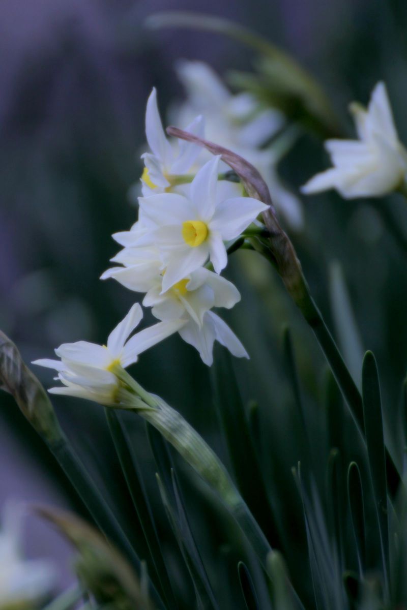 fragrant memory | GANREF