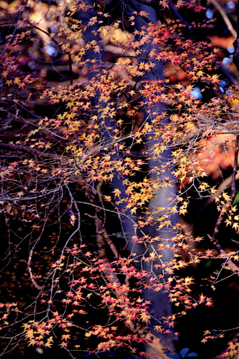 milky way～☆ | GANREF