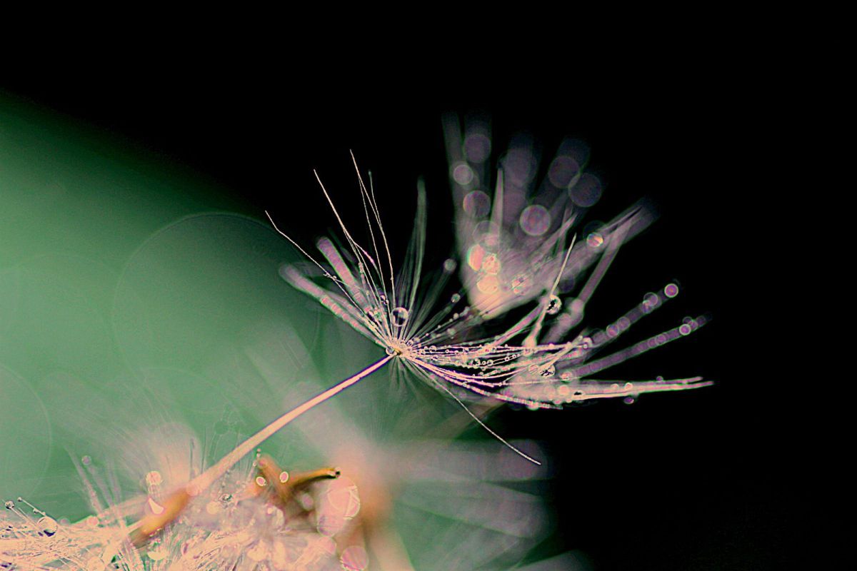 sparkling wine | GANREF