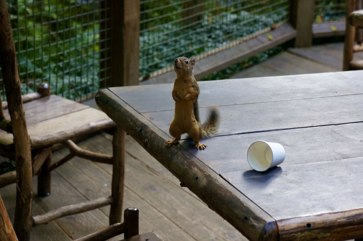 Squirrel:2013 | GANREF