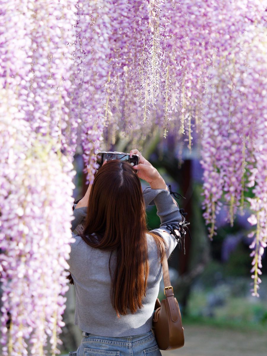 ハーモニー | GANREF