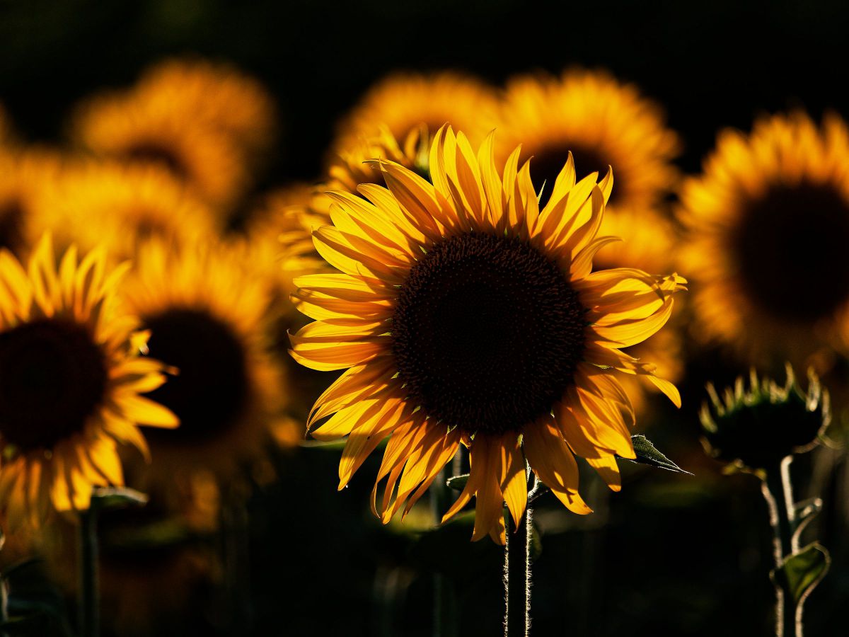 Sunflowers | GANREF