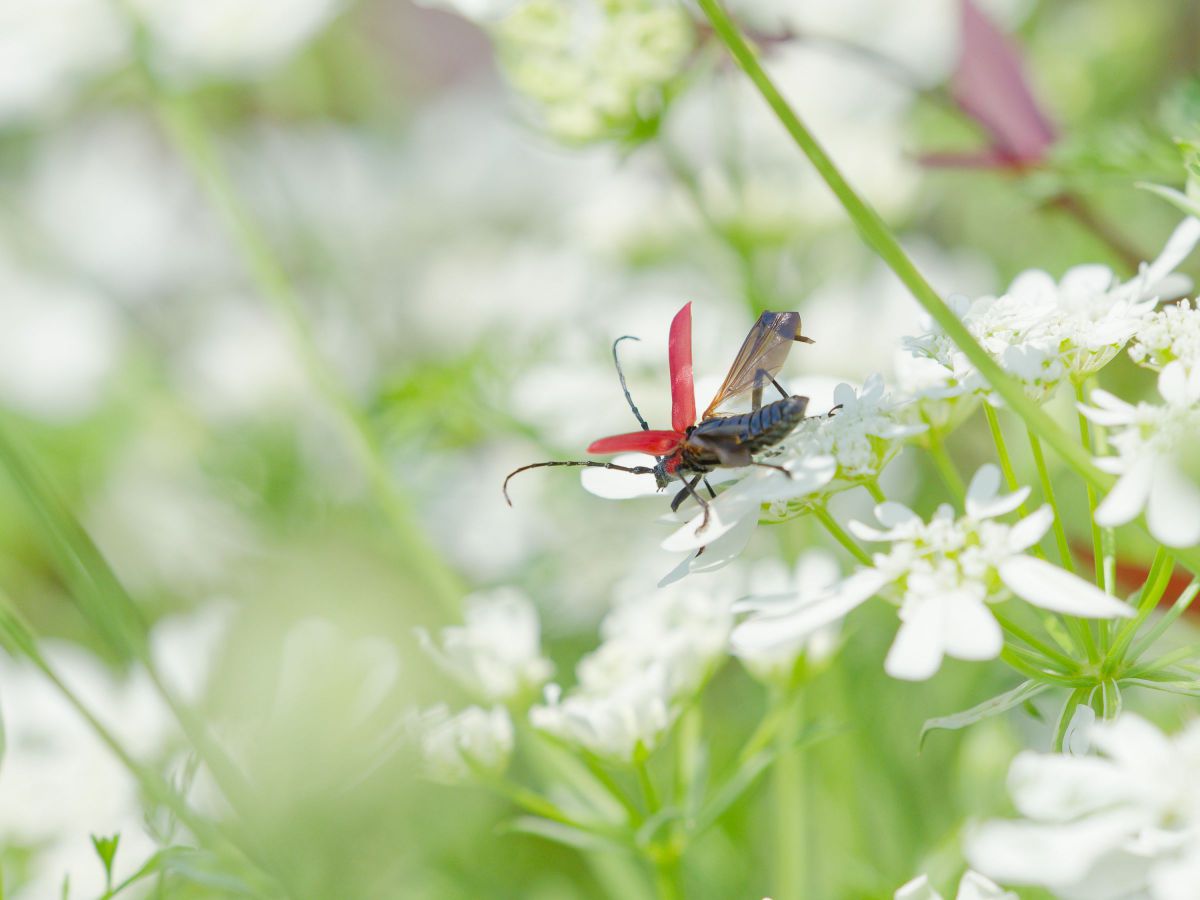 飛び立ち準備OK | GANREF