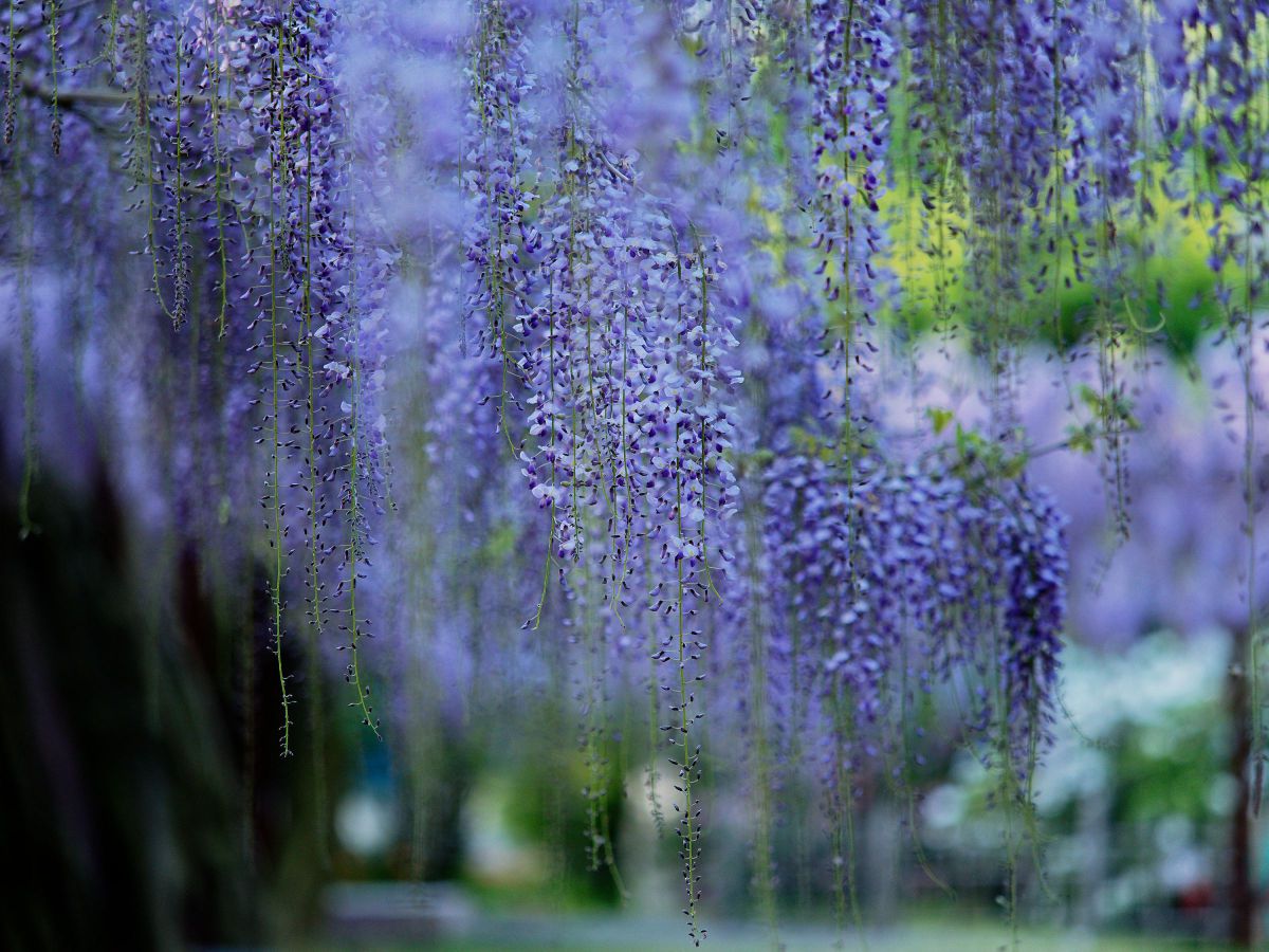 Wisteria falls | GANREF
