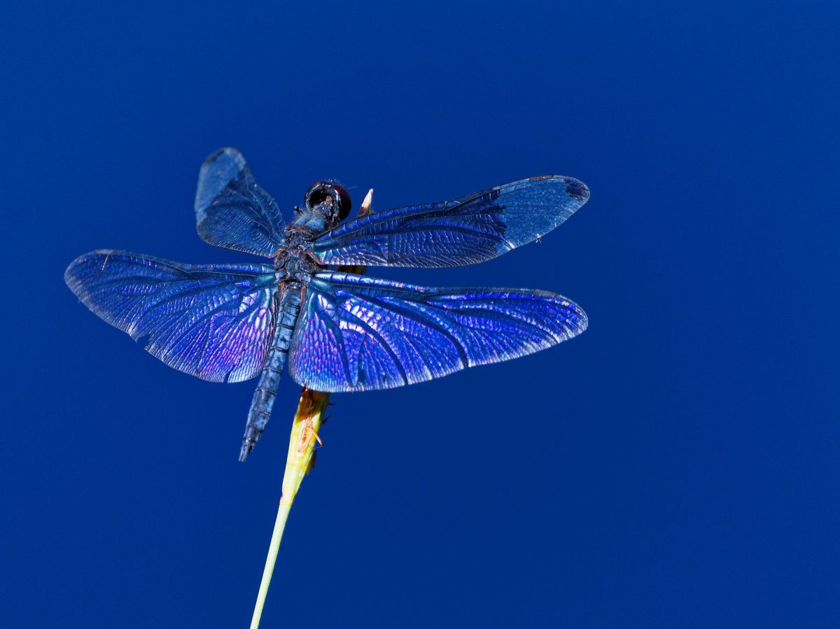 Blue & Blue | GANREF