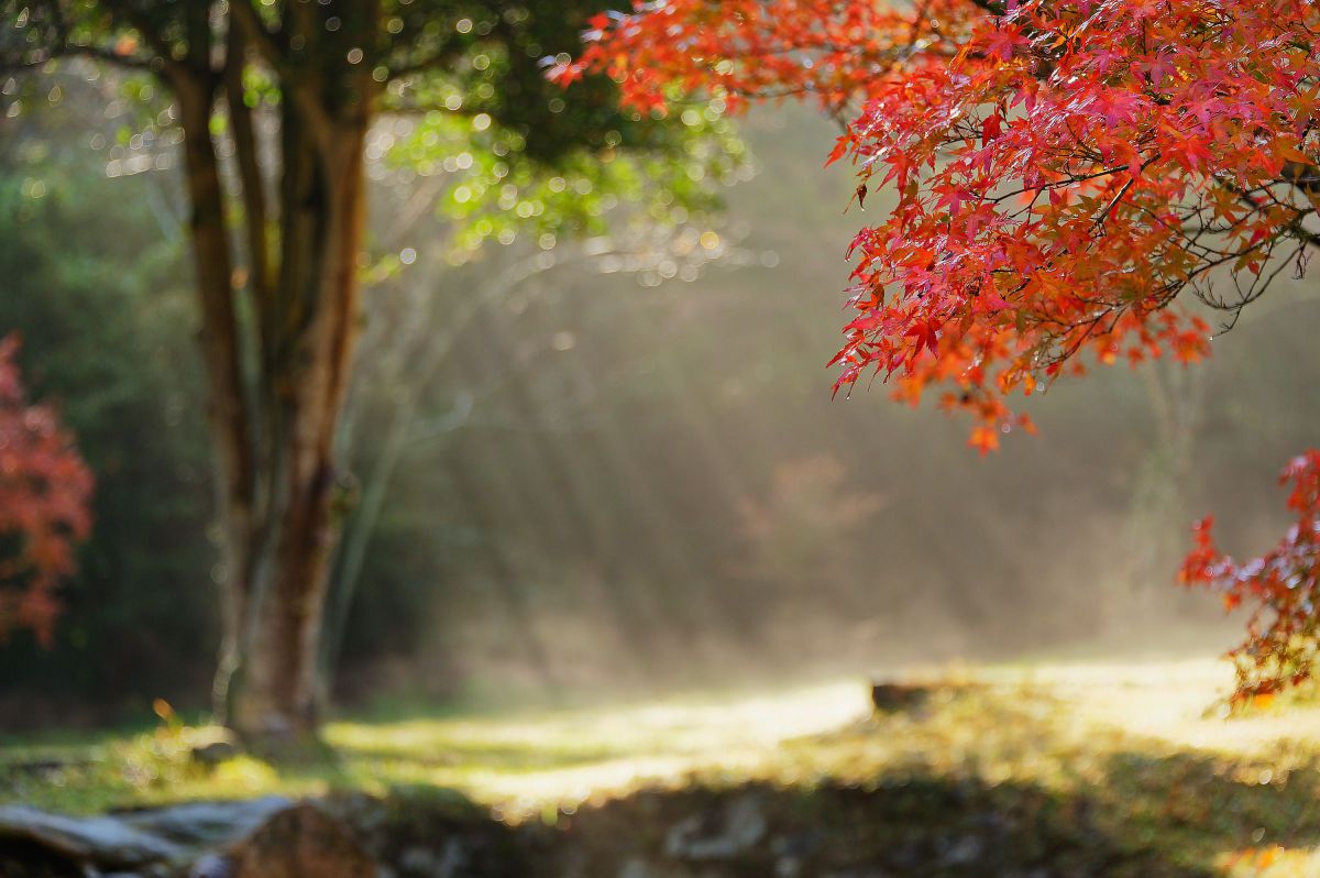 光のシャワー | GANREF