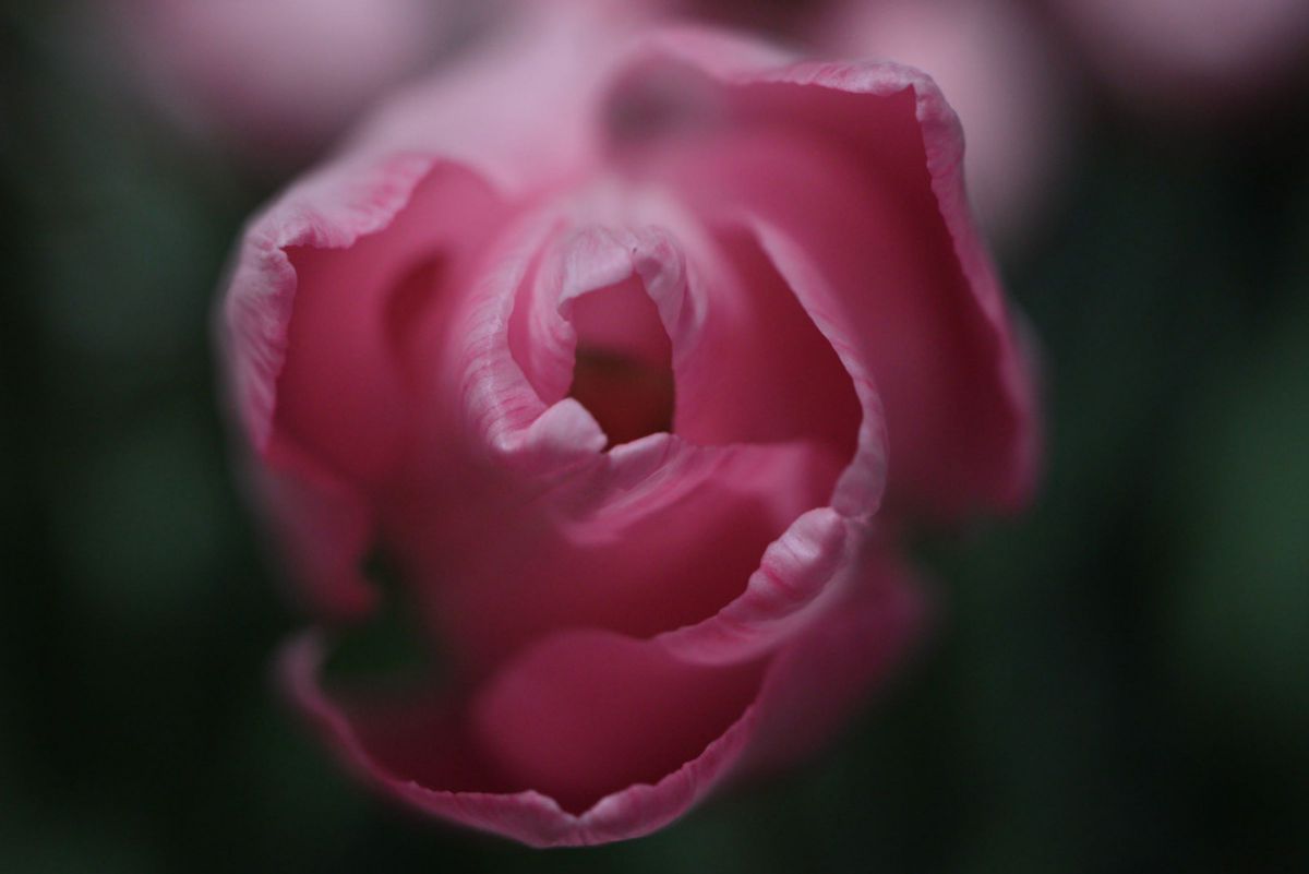 魅惑のKISS | GANREF