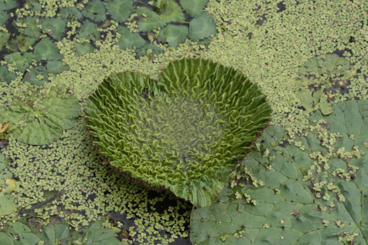 オニバスBaby | GANREF