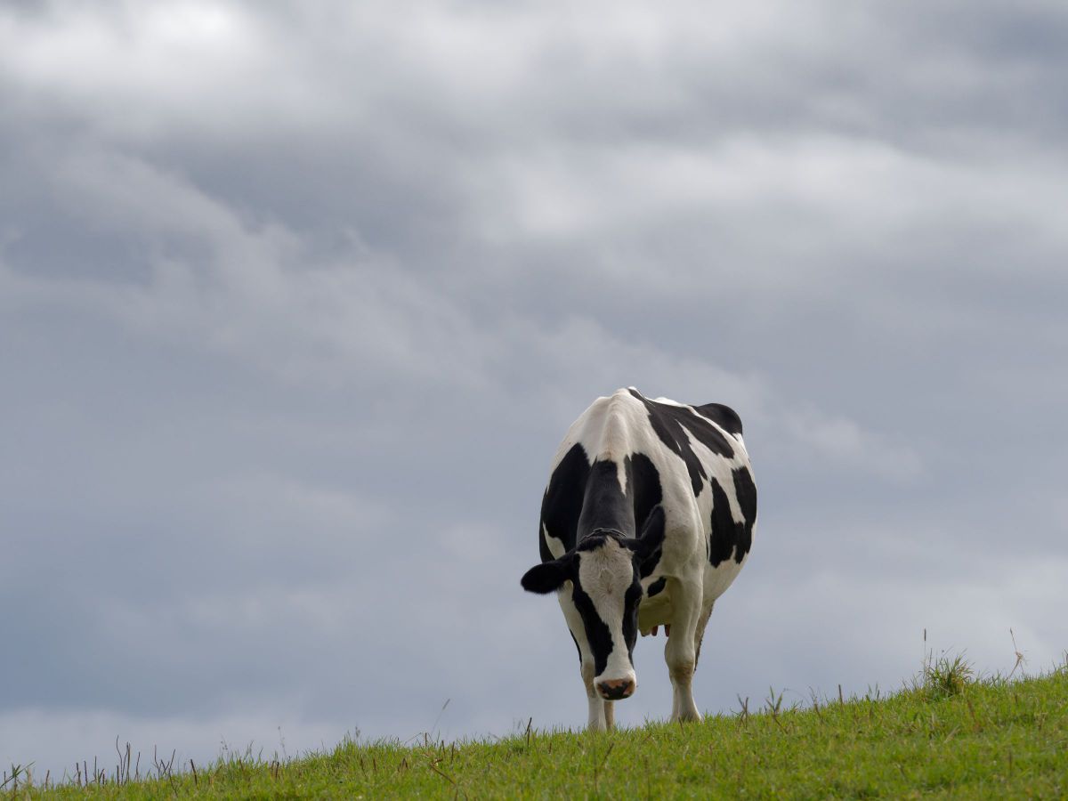 The Holstein | GANREF