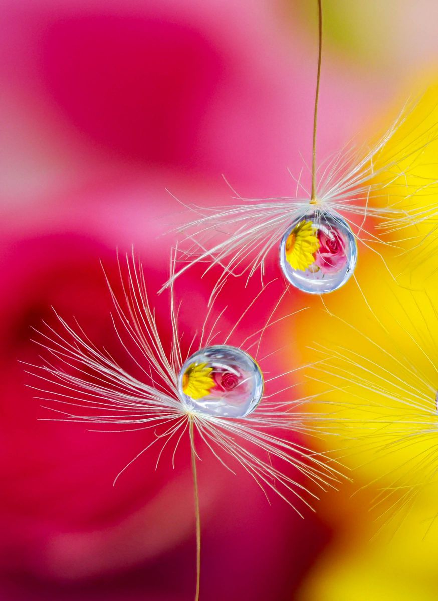 無邪気な妖精たち | GANREF