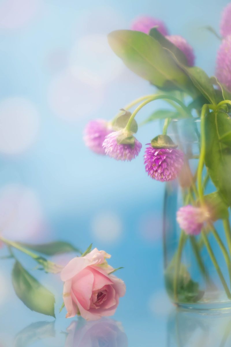 薔薇と千日紅 | GANREF