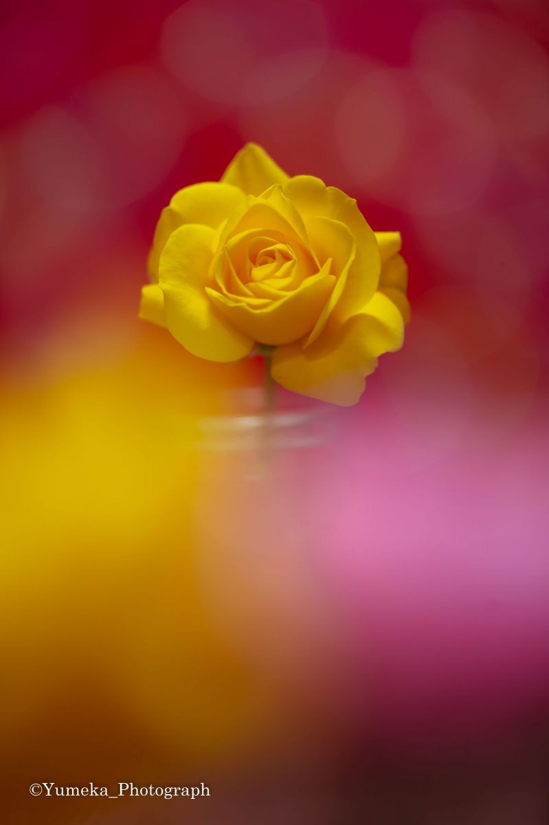 happy yellow | GANREF