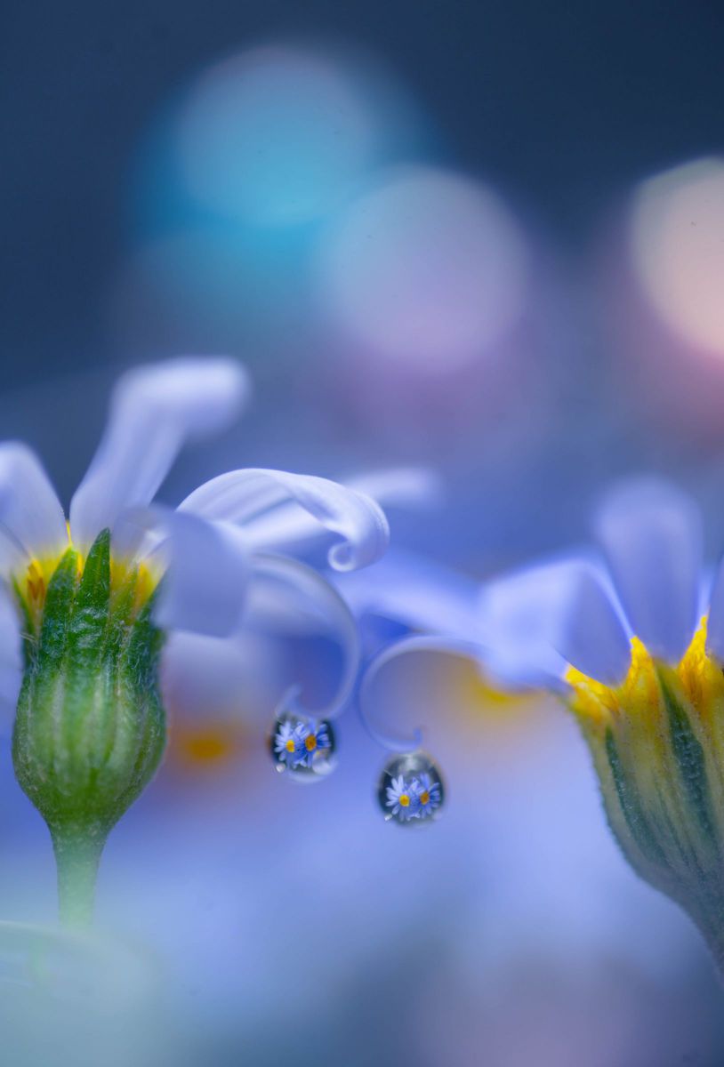 ブルーデージーファンタジー | GANREF