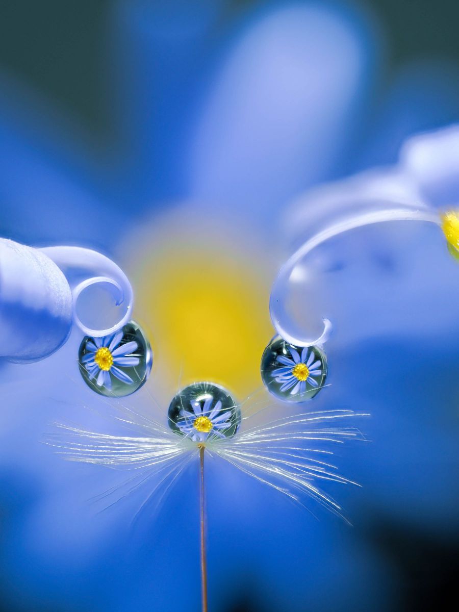 小宇宙 ブルーデージーのしずく | GANREF