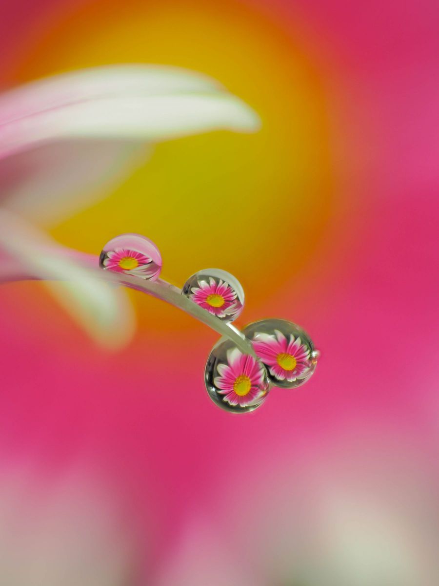 自由な心にハートの花が咲く | GANREF