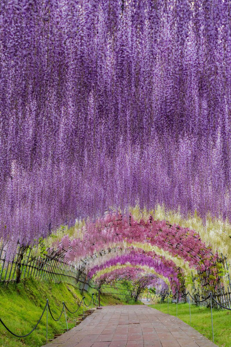 夢のトンネル2023 | GANREF