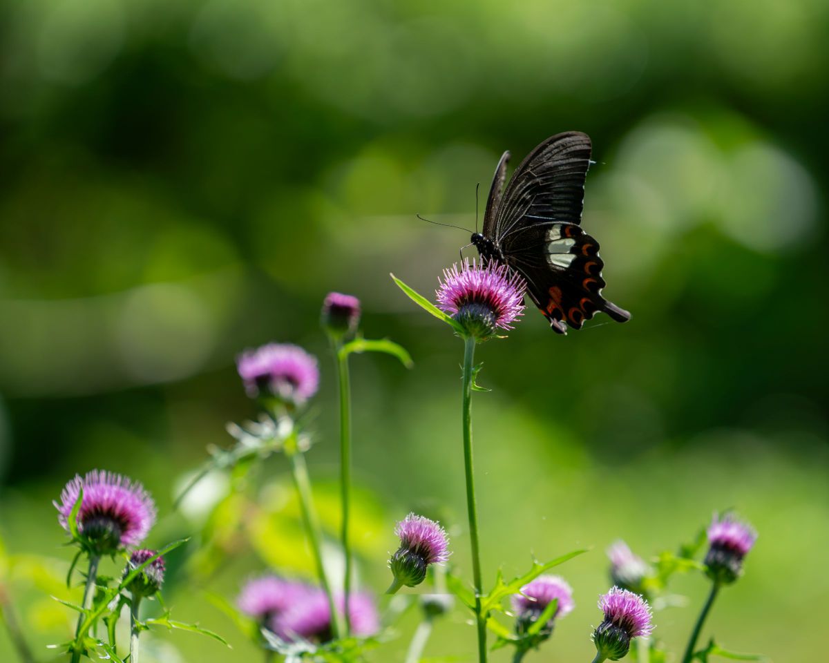 爽やかレストラン | GANREF