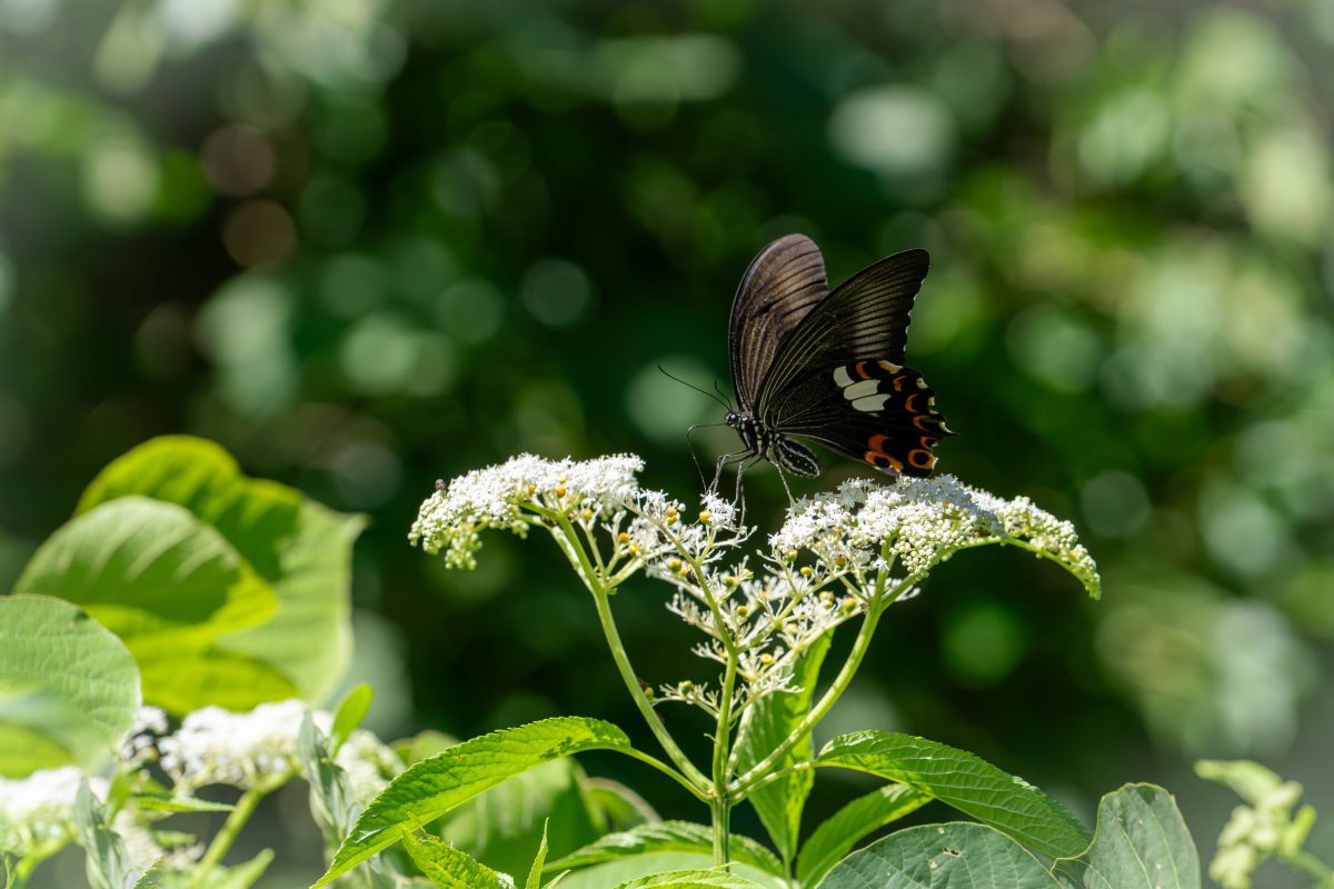 人気の花蜜 | GANREF