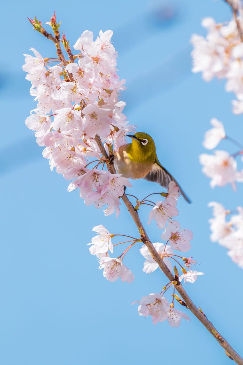 春光メジロ | GANREF