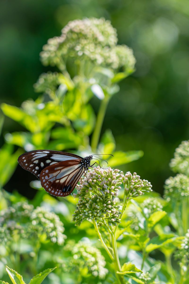 春のひとやすみ | GANREF