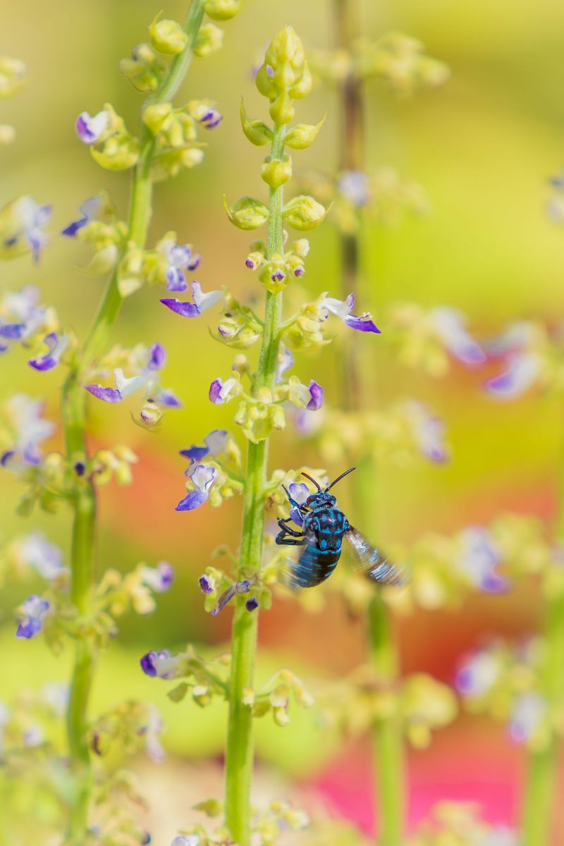 蜂の楽園 | GANREF