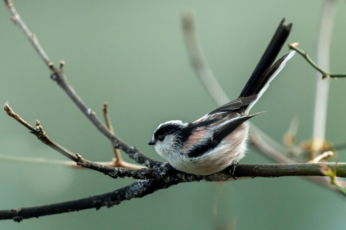 Long-tailed tit | GANREF