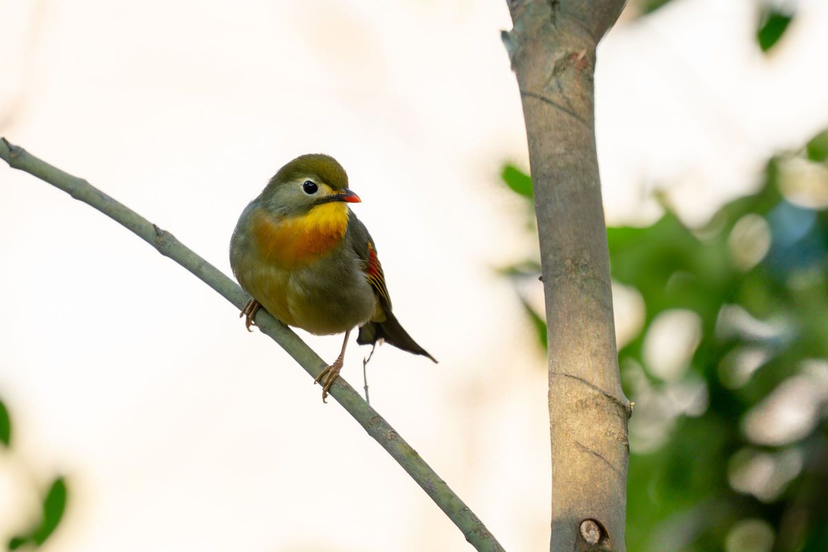 カラフルさん | GANREF