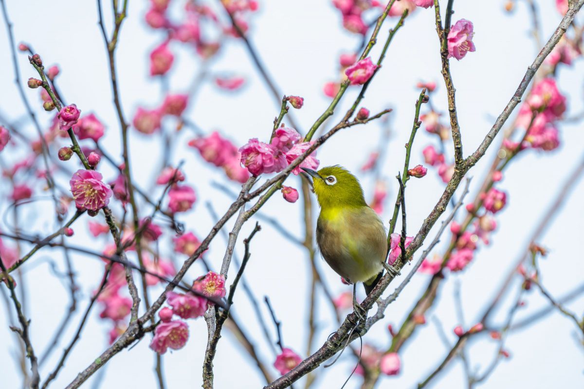 良い香り | GANREF