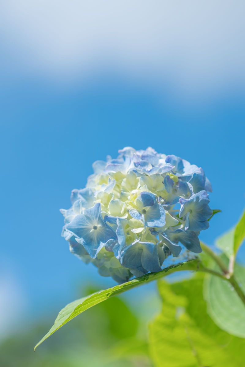 梅雨の晴れ間 | GANREF