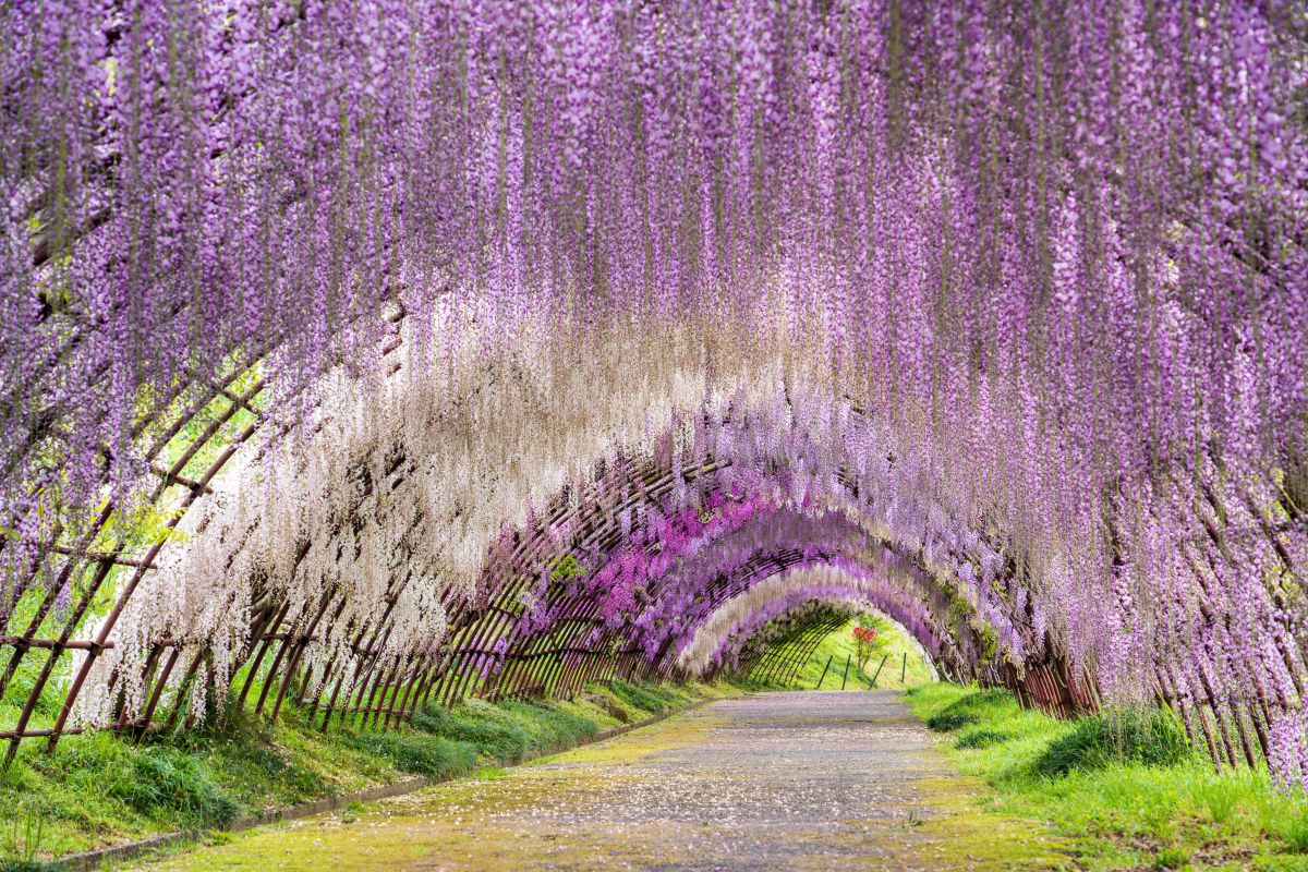 見上げるトンネル | GANREF