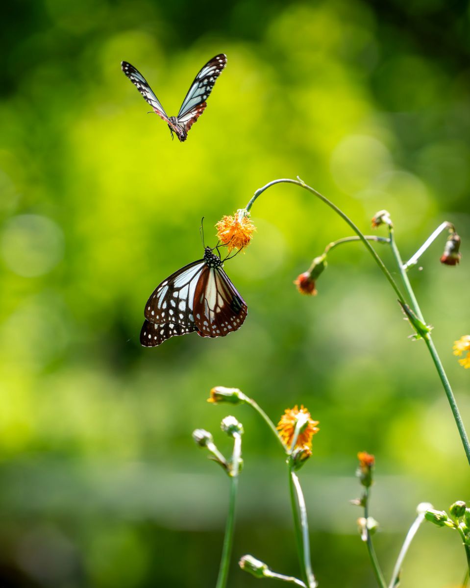 大好きなスイゼンジナ | GANREF