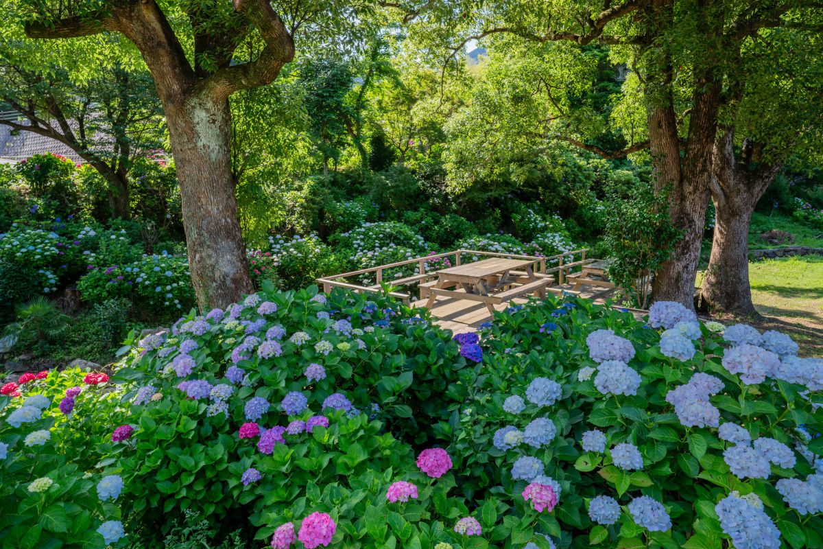 紫陽花テラス | GANREF