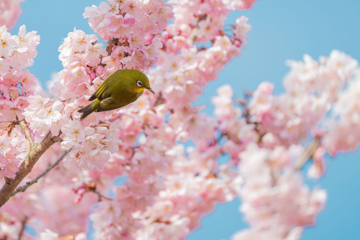 嬉しい桜 | GANREF