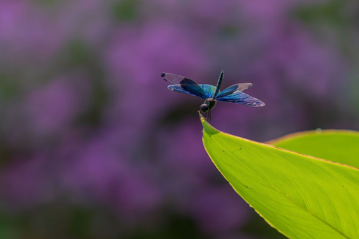 ひとやすみ | GANREF