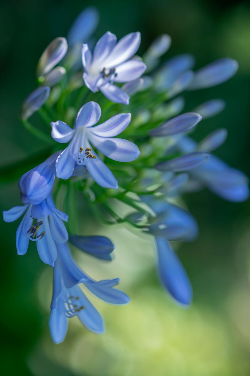 咲き初め | GANREF