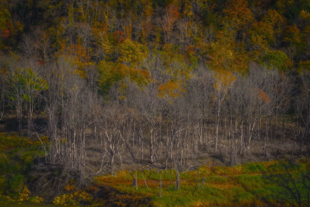 colorless field | GANREF