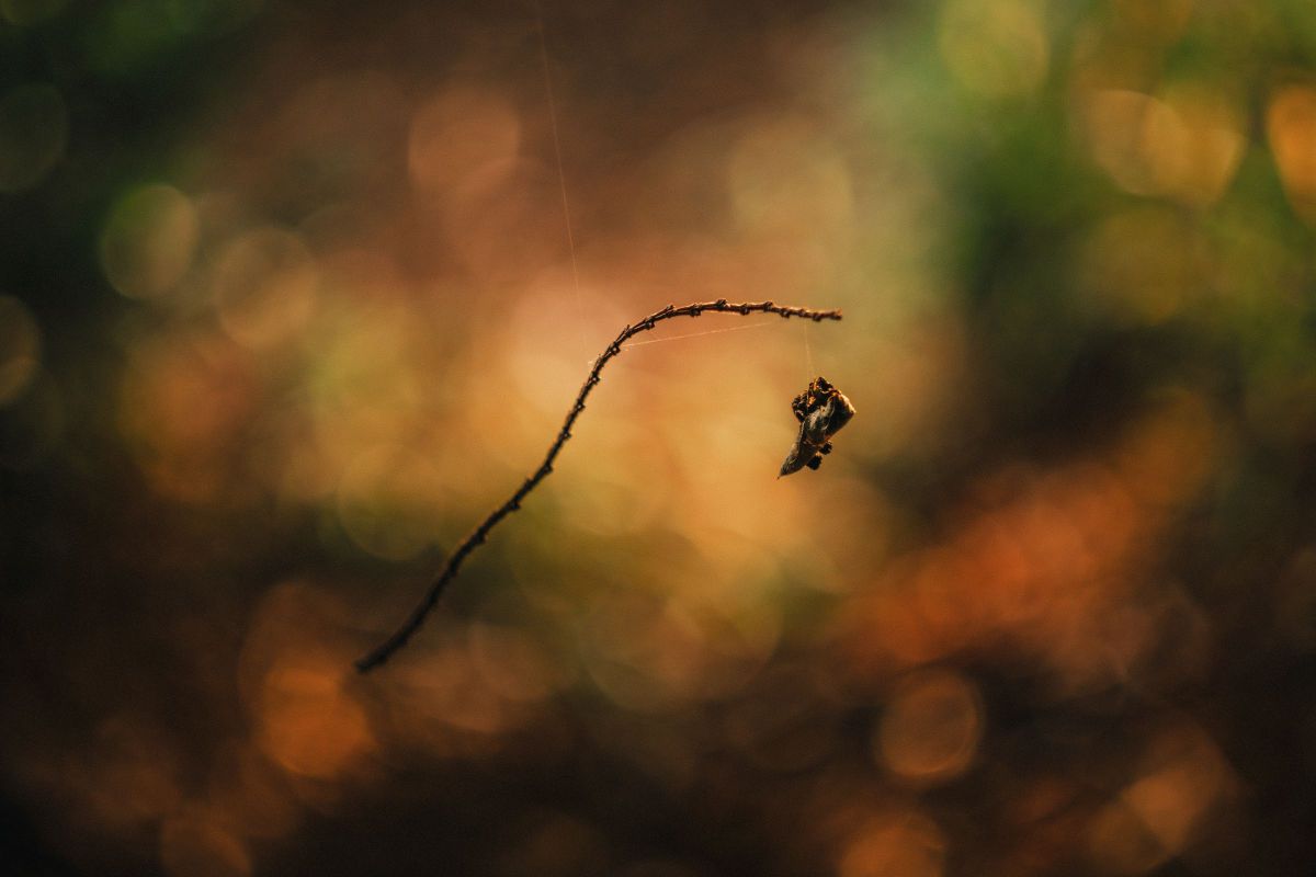 Helios 44-3 58mm F2 | GANREF