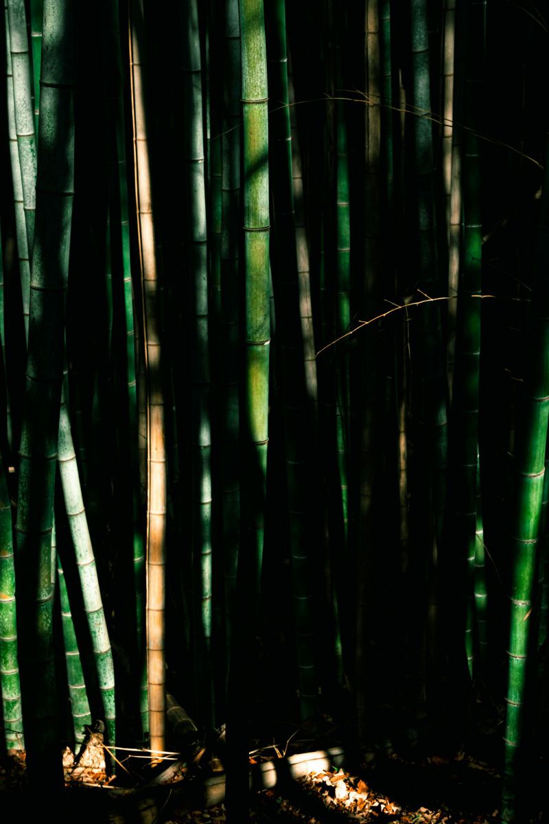 Bamboo | GANREF