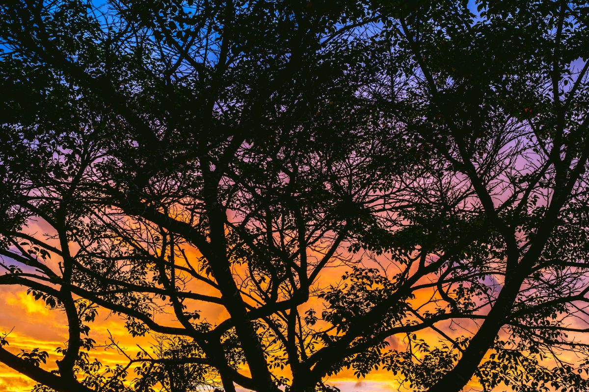 The Impact！！ | GANREF